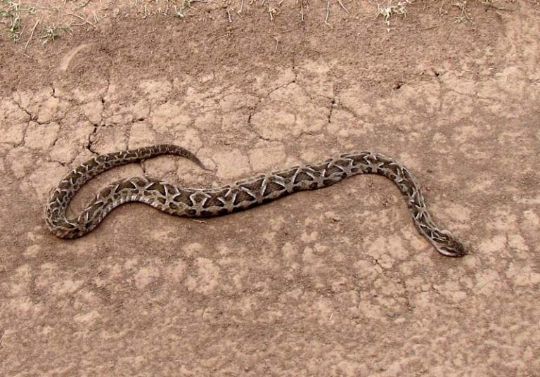 El Faro | Pearson: Se encontraron dos ejemplares de yarará