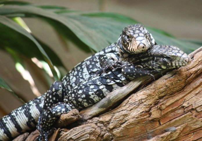 El Faro | Lagarto overo, especie autóctona que sorprende a vecinos de ...