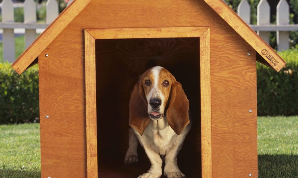 El Faro | Pergamino: El domingo vuelve «El sueño de la cucha propia»