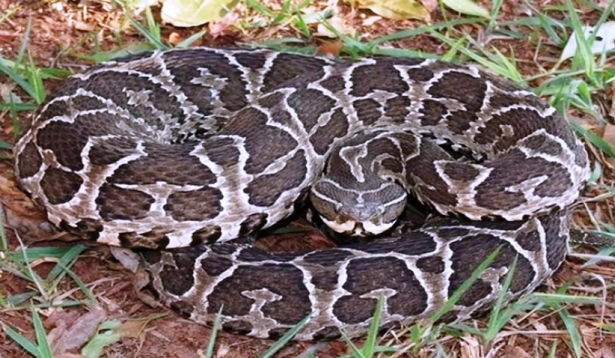 El Faro | Ribera de Quilmes: Abrió el placard y se encontró una yarará viva